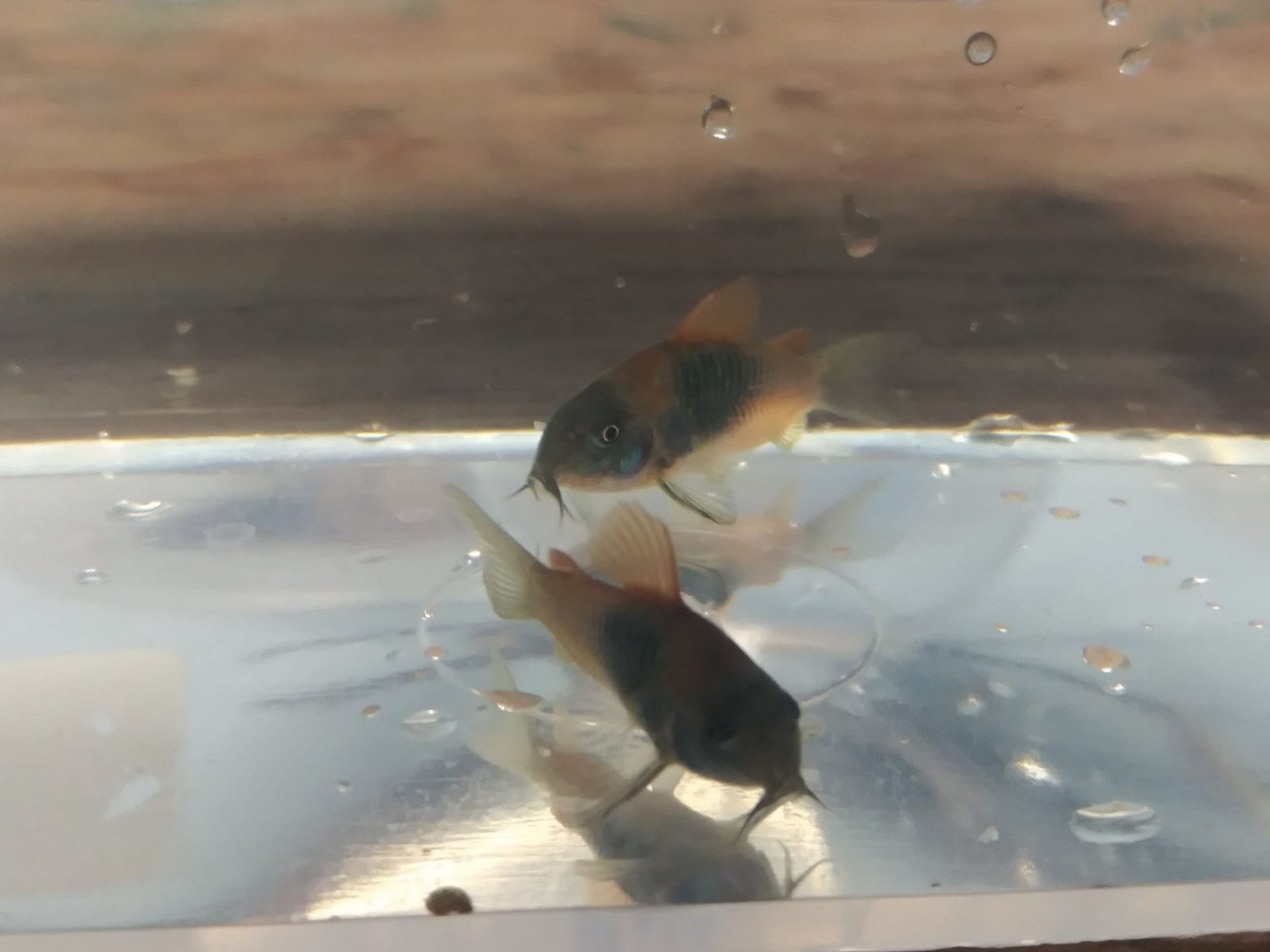 Freshwater Tropical Fish: Venezuelan Red Sailfin Cory Cat - Corydoras ...