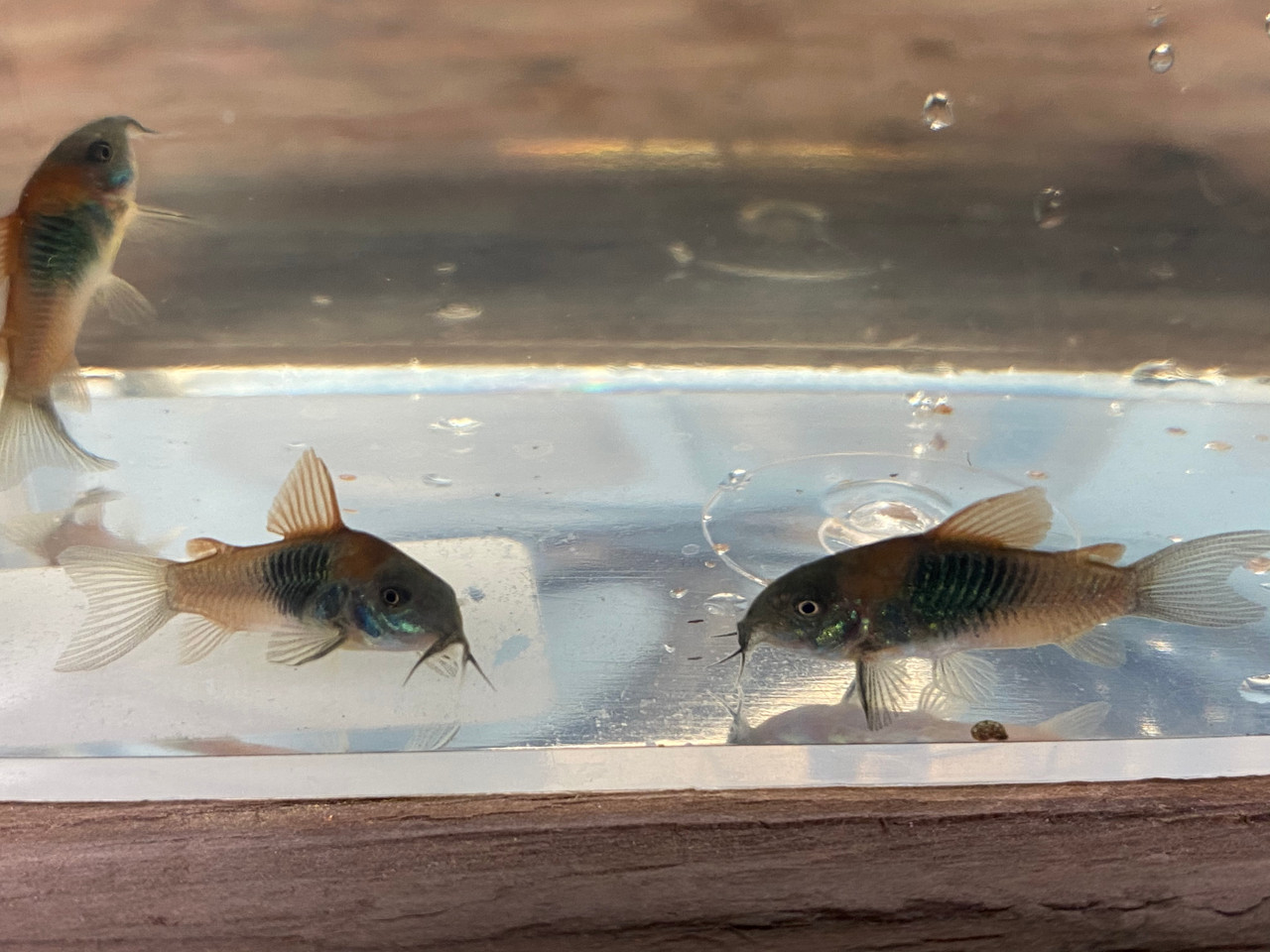 Freshwater Tropical Fish: Venezuelan Red Sailfin Cory Cat - Corydoras ...