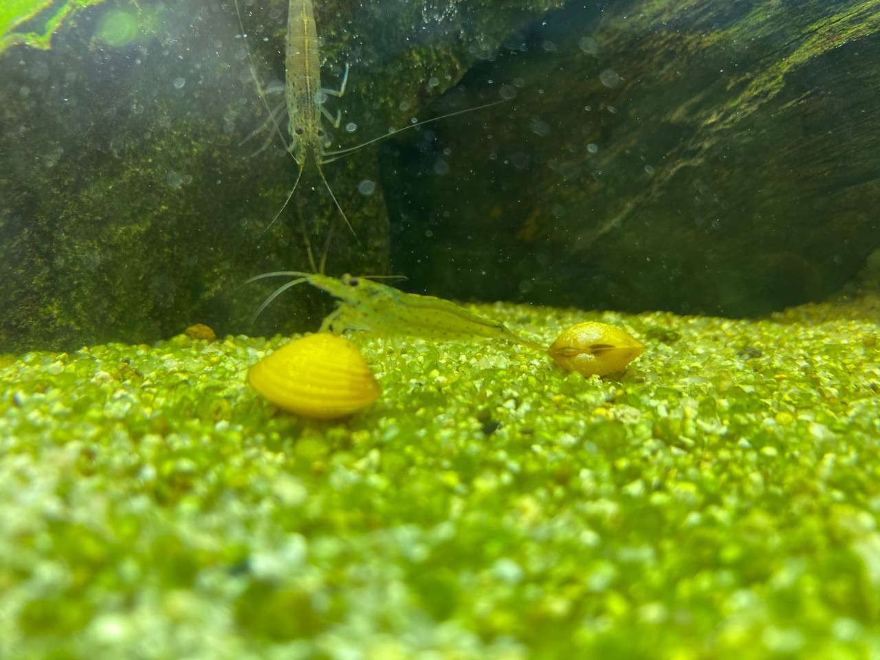 Freshwater Inverts: Freshwater Mini Yellow Clam - 'Corbicula javanicus'