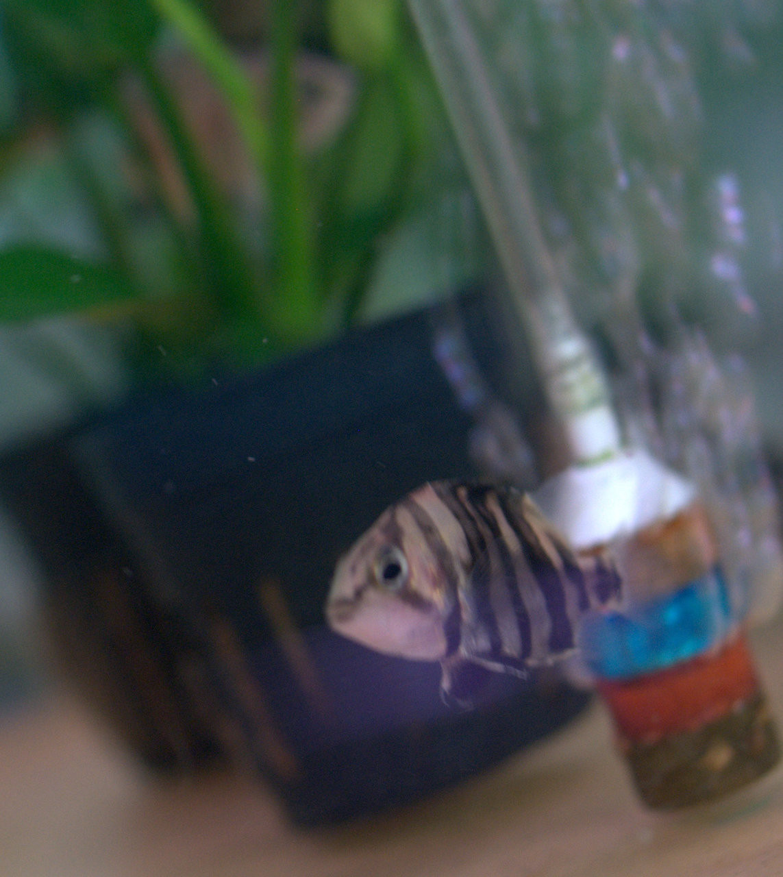 Freshwater Tropical Fish: Indonesian Tigerfish Datnoid - Datnoid Microlepis