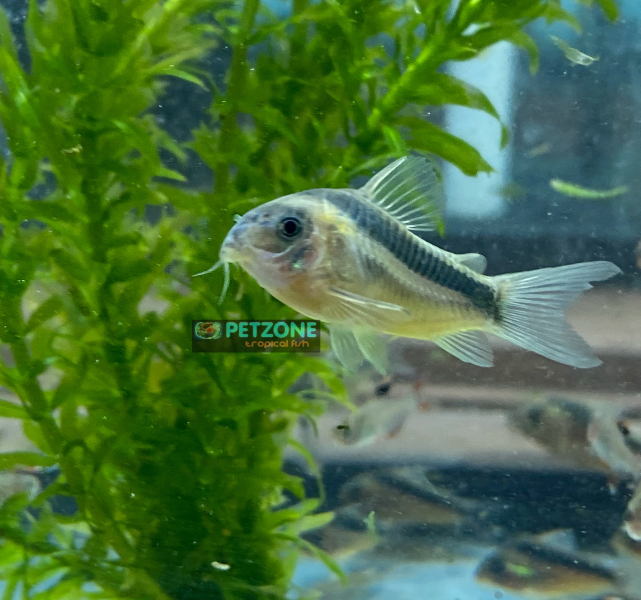 Freshwater Tropical Fish: Rust Cory Cat (Rusty Cory Cat) - Corydoras ...