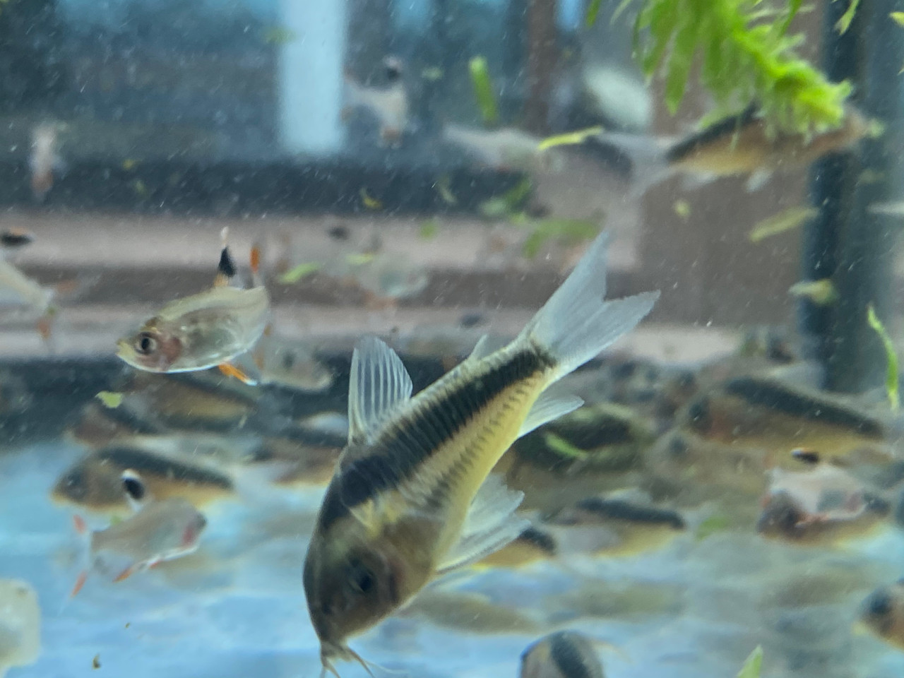 Freshwater Tropical Fish: Rust Cory Cat (Rusty Cory Cat) - Corydoras ...