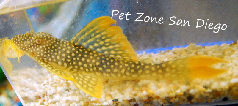 Plecostomus Fish: L014 Sunshine Pleco (Goldie Pleco)