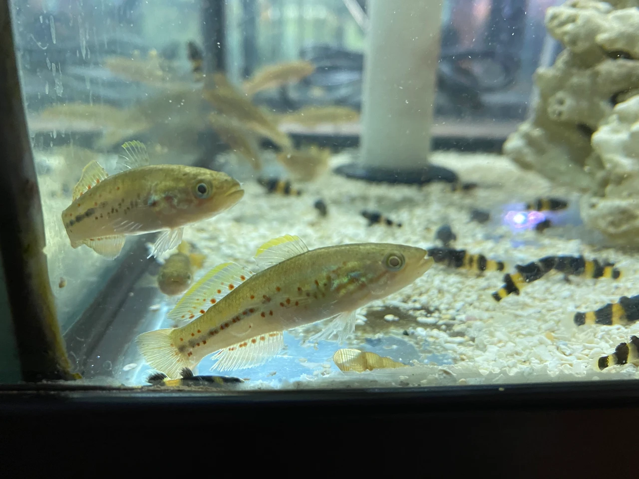 Freshwater & Brackish Water Tropical Fish: PURPLE SPOTTED MOGURNDA ...