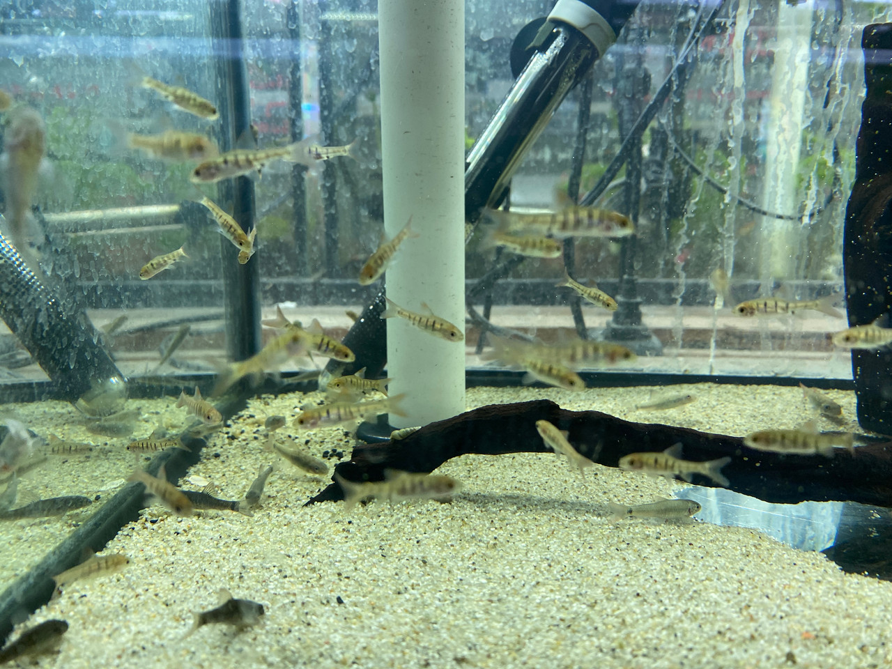 Freshwater Tropical Fish: African Banded Barb - Enteromius fasciolatus