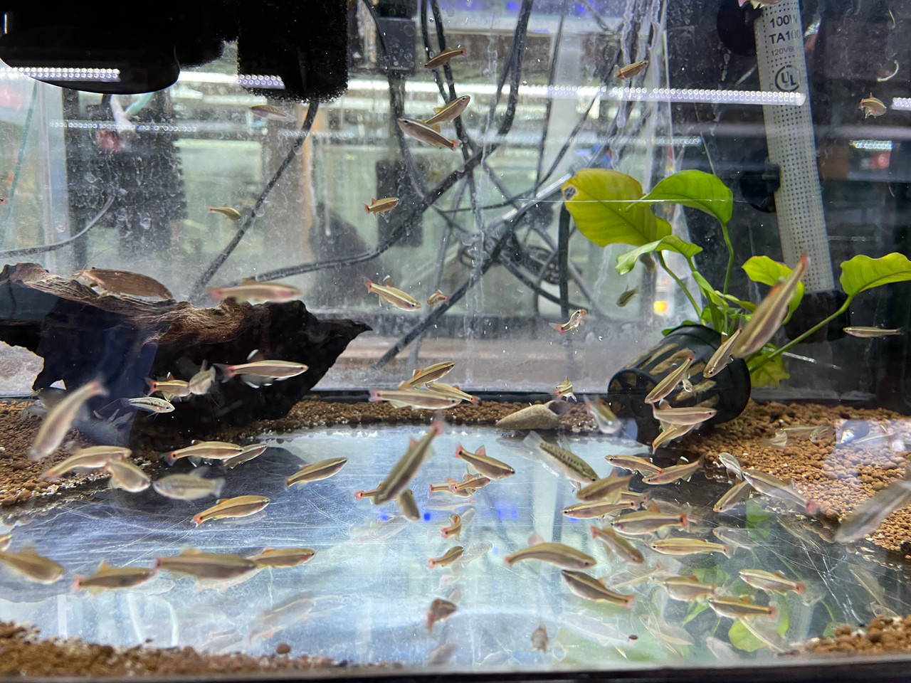 Freshwater Aquarium Fish: White Cloud Mountain Minnow - 'TANICHTHYS ...