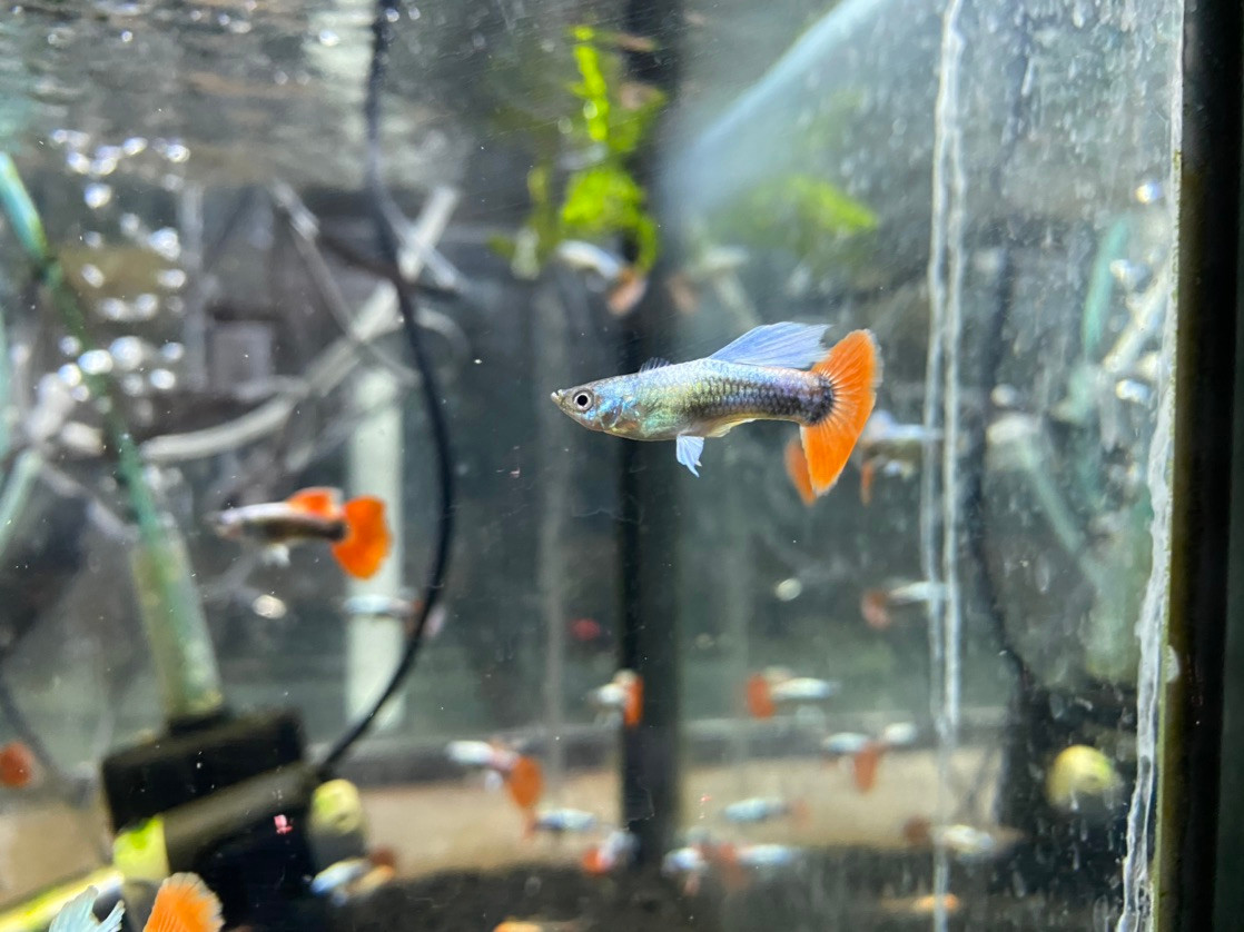 Freshwater Tropical Fish: Santa Claus Dumbo Guppy (Santa Claus Elephant ...