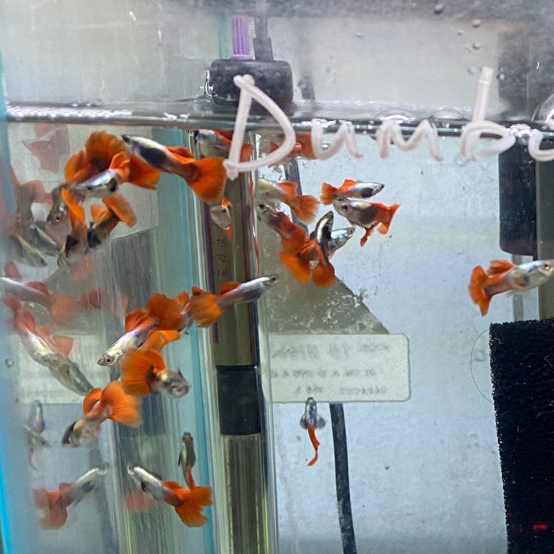 Freshwater Tropical Fish: Santa Claus Dumbo Guppy (Santa Claus Elephant ...