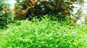 Aquarium Plants: ADA TISSUE CULTURE - Microcarpaea minima merrill