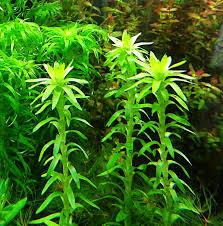 Aquarium Plants: ADA TISSUE CULTURE - TONINA FLUVIATILIS