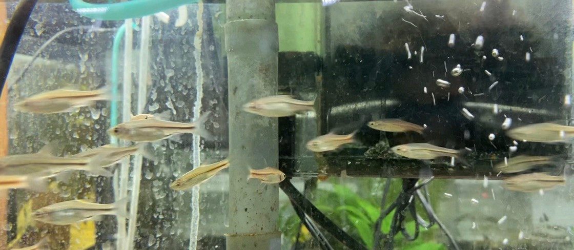Freshwater Fish For Sale: Volcano Rasbora - Rasbora vulcanus
