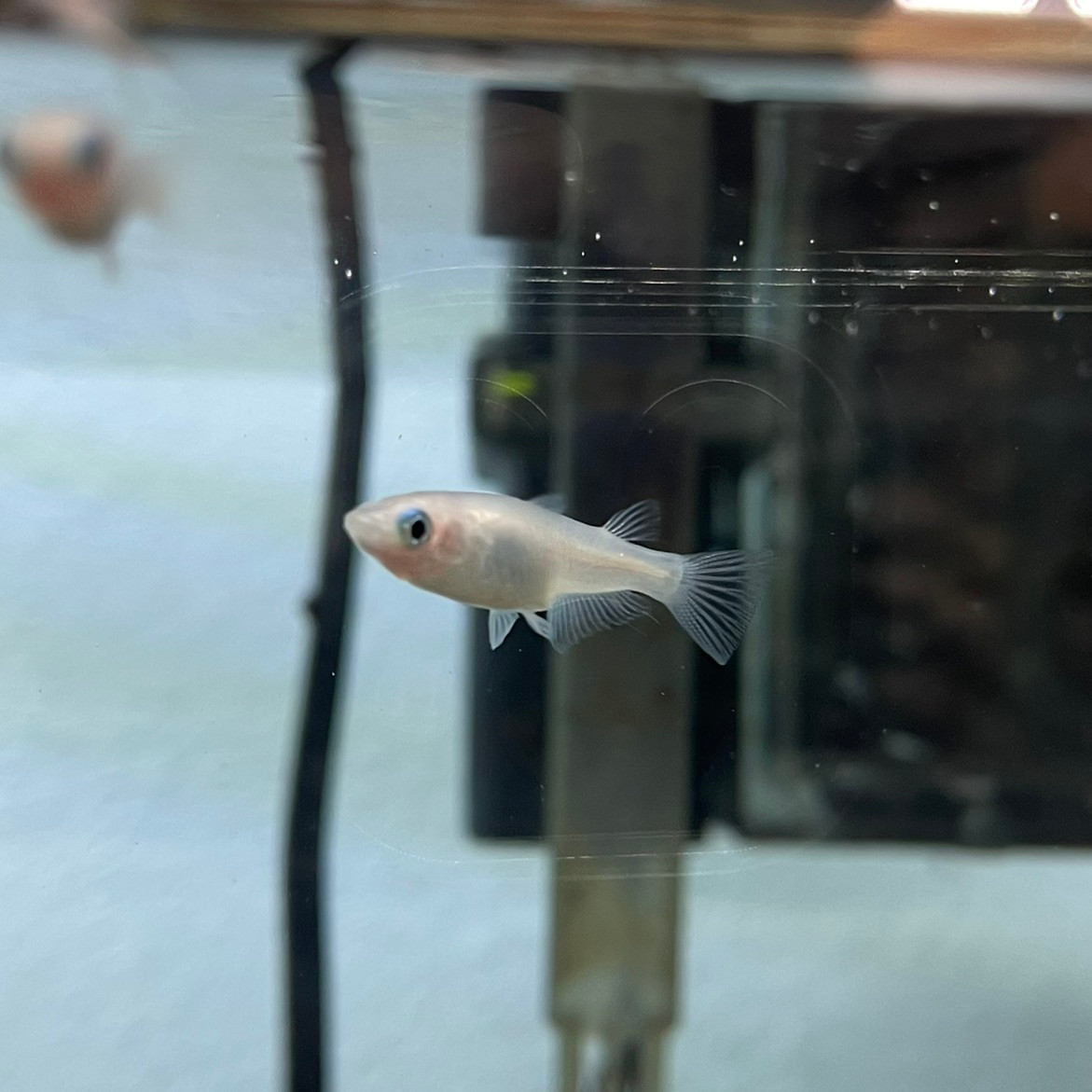 Freshwater Tropical Fish: Medaka Rice Fish - ORYZIAS LATIPES VAR. "YOUKIHI"