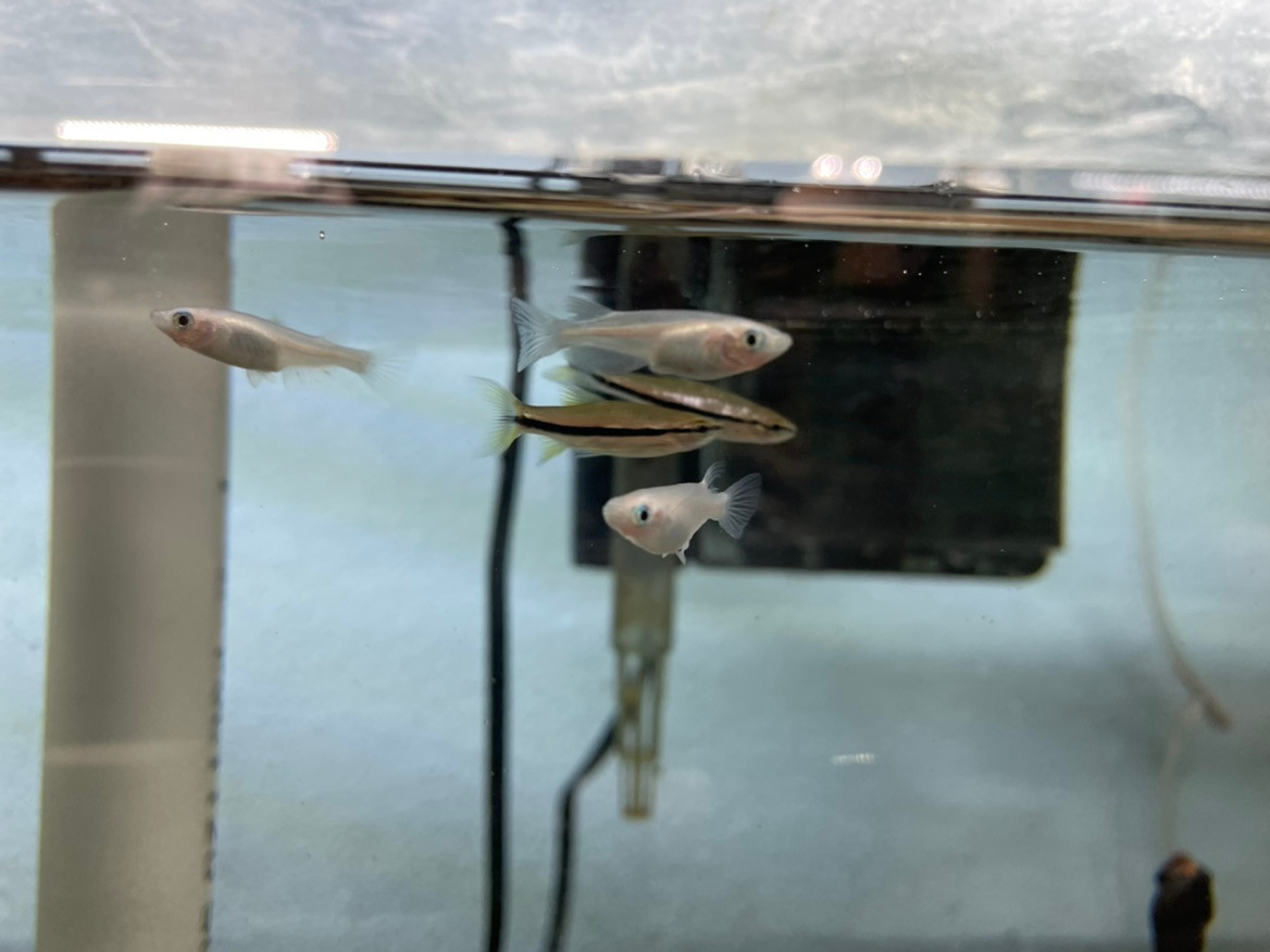 Freshwater Tropical Fish: Medaka Rice Fish - ORYZIAS LATIPES VAR. "YOUKIHI"
