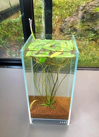 Wabi-Kusa Tanks: DOOA NEO GLASS AIR W30XD30XH45CM W/6MM GLASS