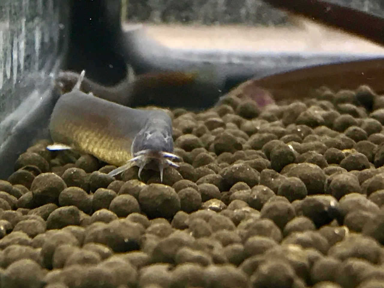 Freshwater Tropical Fish: Java Loach 'Black Kuhli Loach' - Pangio oblonga