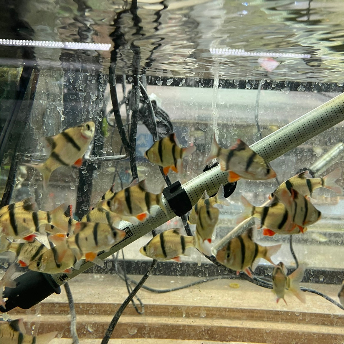Freshwater Tropical Fish: Tiger Barb - Large