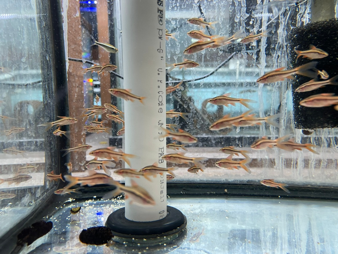 Freshwater Tropical Fish - Long-fin Cherry Barb - Puntius titteya