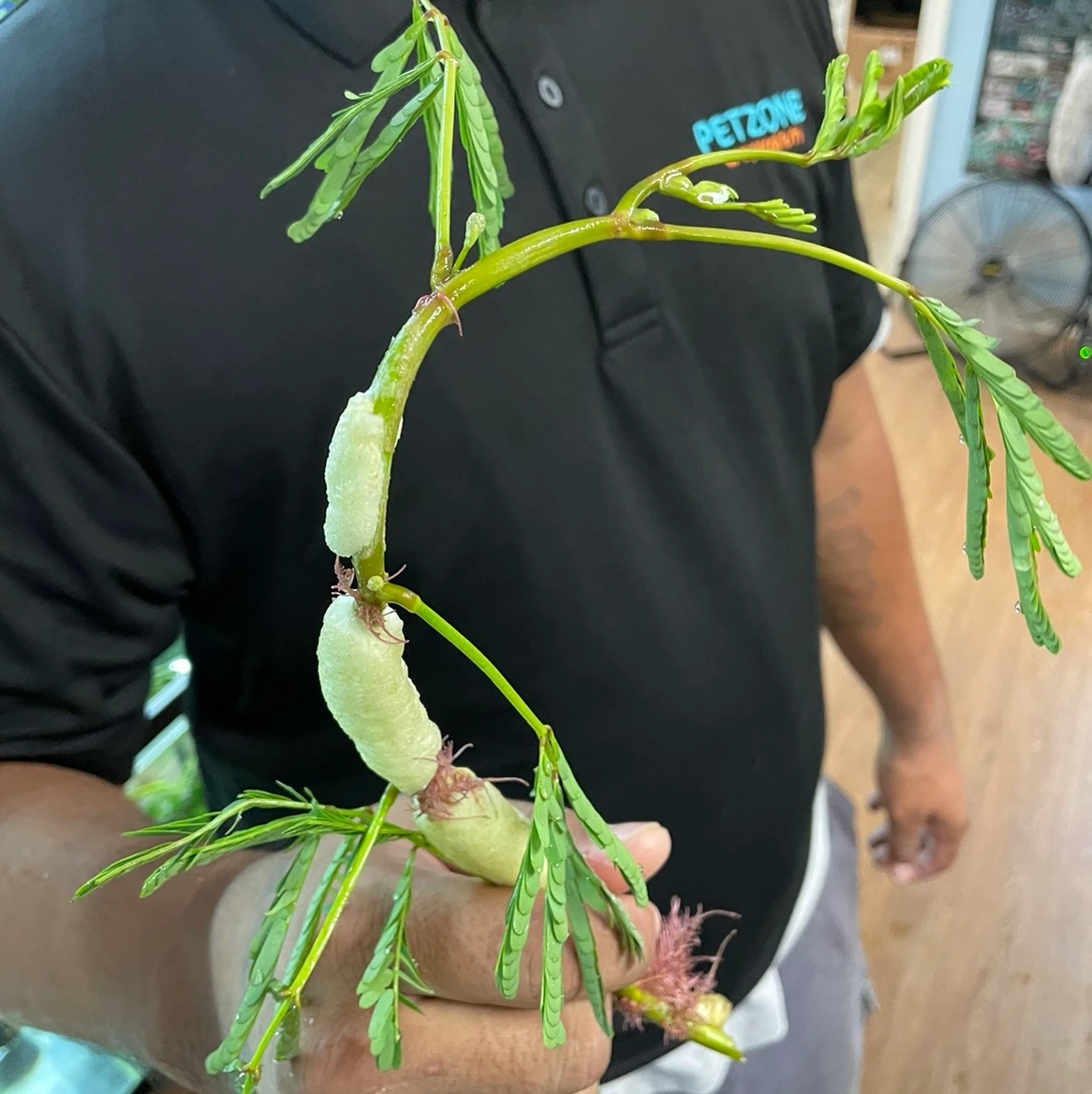 Aquarium Plants: Sensitive Plant Floater (Water Mimosa) - 'Neptunia ...