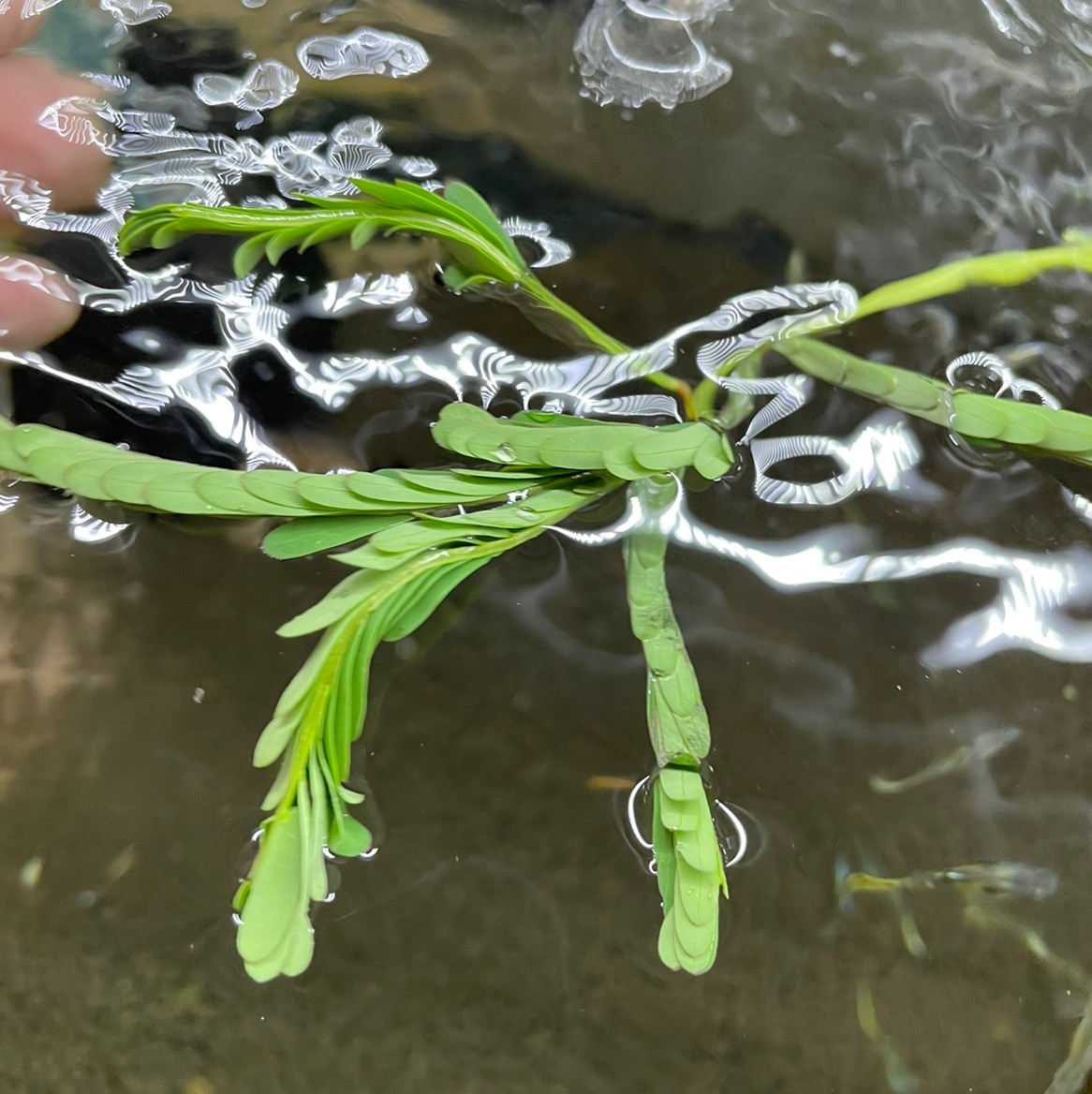 Aquarium Plants: Sensitive Plant Floater (Water Mimosa) - 'Neptunia ...