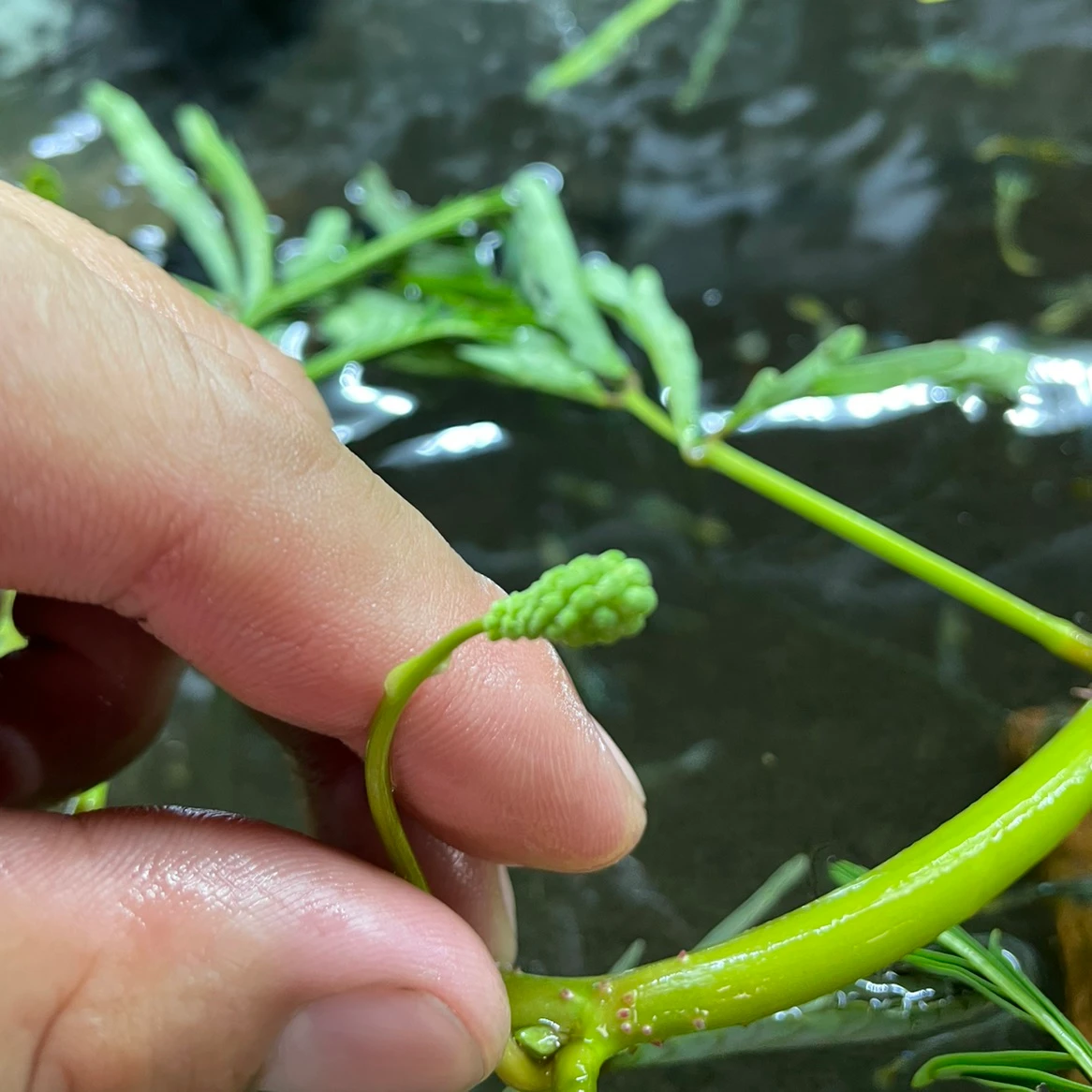 Aquarium Plants: Sensitive Plant Floater (Water Mimosa) - 'Neptunia ...