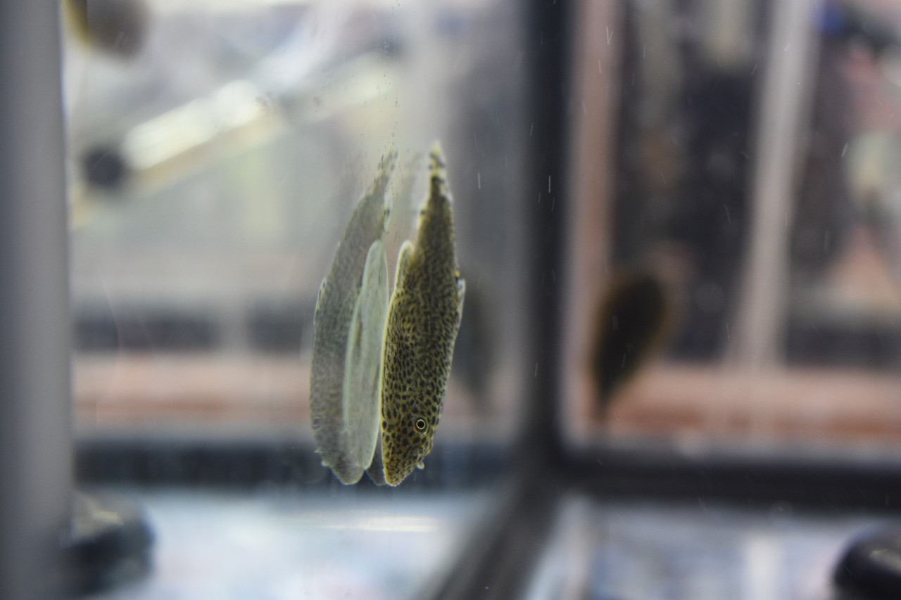 Freshwater Tropical Fish: UFO Loach