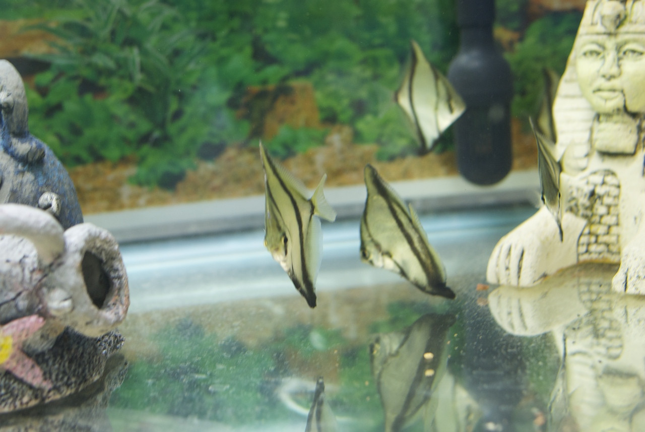 Brackish Water Tropical Fish: Mono Sebae