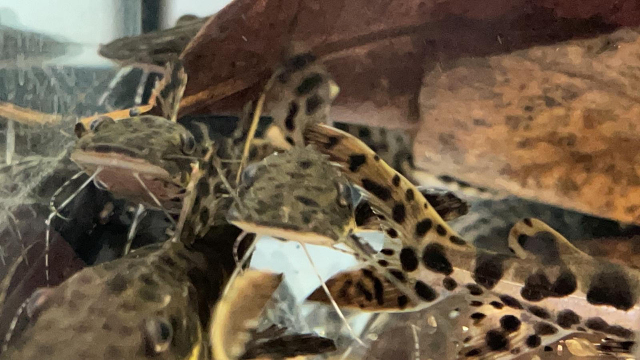 Freshwater Monster Fish: Spotted Hybrid Tiger Shovel nose Catfish x Achara