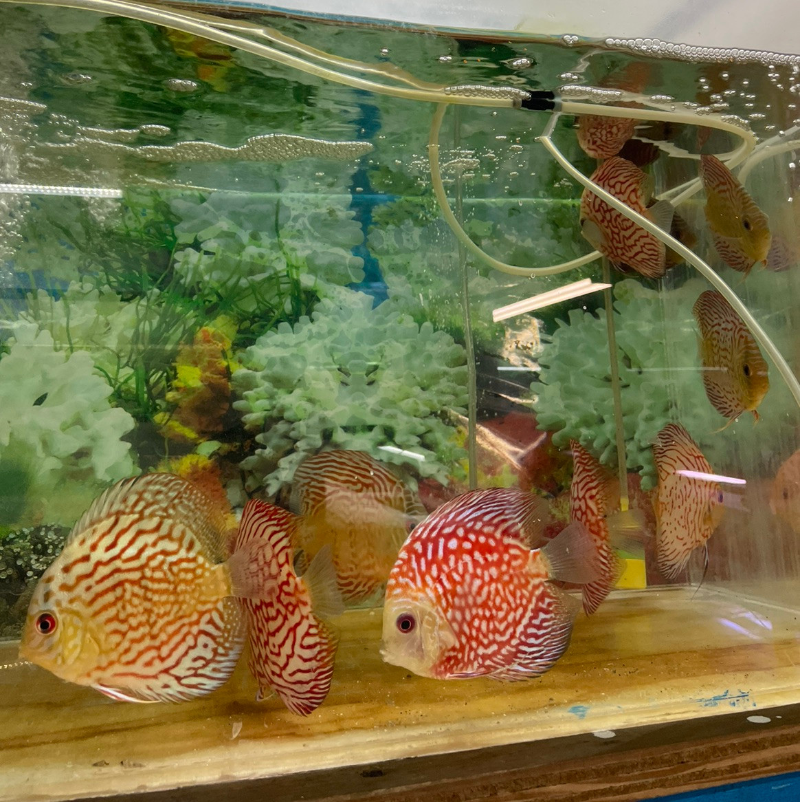 Freshwater Fish For Sale: Assorted Discus - Large