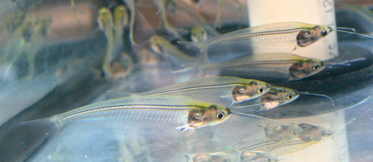 Freshwater Catfish: Ghost Glass Catfish - Kryptopterus bicirrhis