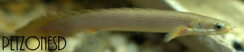 Oddball Freshwater Tropical Fish: Senegal Bichir - Gray Bichir - Cuvier ...