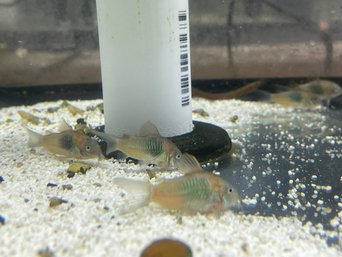 Orange Venezuelan Cory Cat - Pet Zone Tropical Fish - San Diego, California