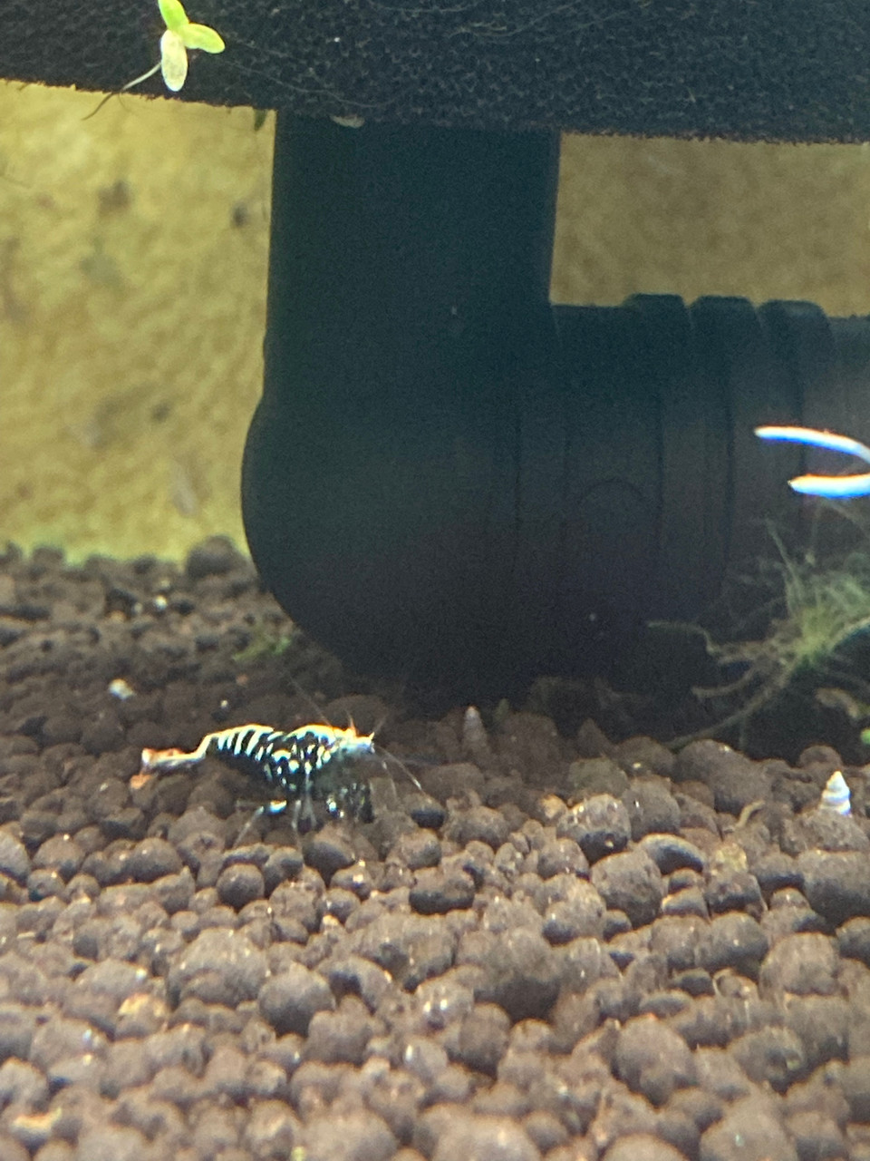 Tropical Inverts For Freshwater Aquariums: Red Fishbone Shrimp