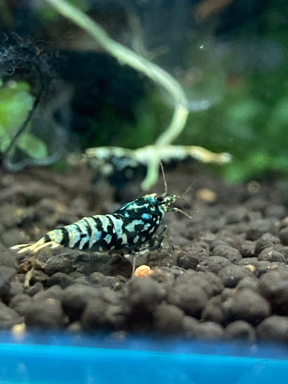 Tropical Inverts For Freshwater Aquariums: Red Fishbone Shrimp