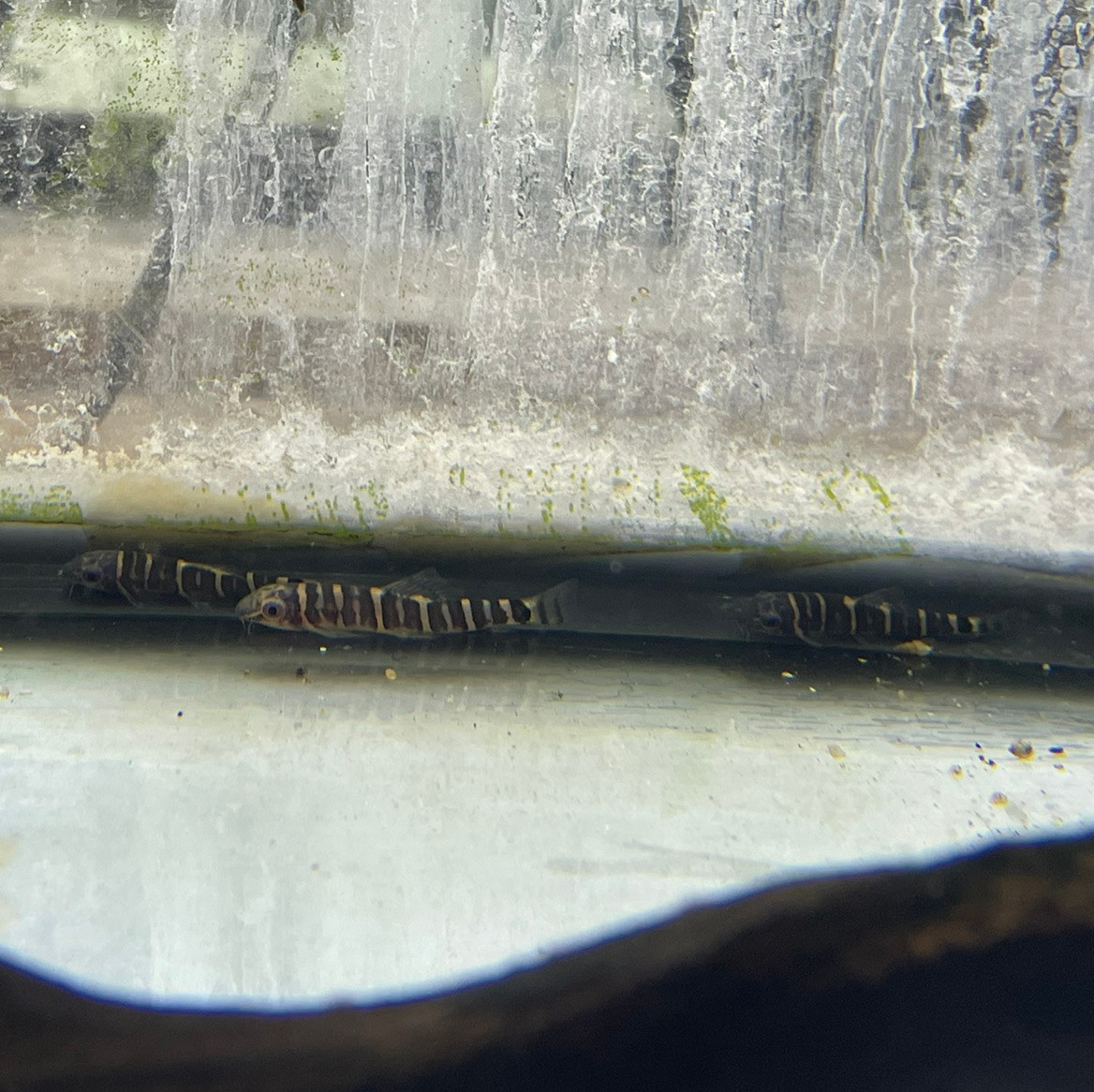 Freshwater Fish: Fire Eyed Loach - Barbucca diabolica