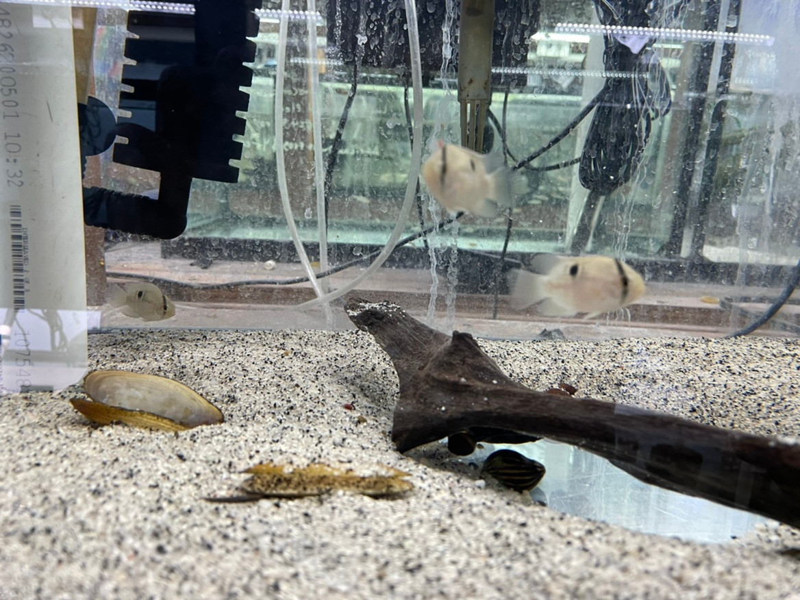 Freshwater Fish: Keyhole Cichlid - Cleithracara maronii