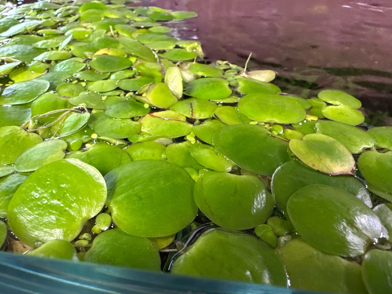 Aquarium Plants: Frogbit Plant - 'Amazon Frog Bit Floater Plant'