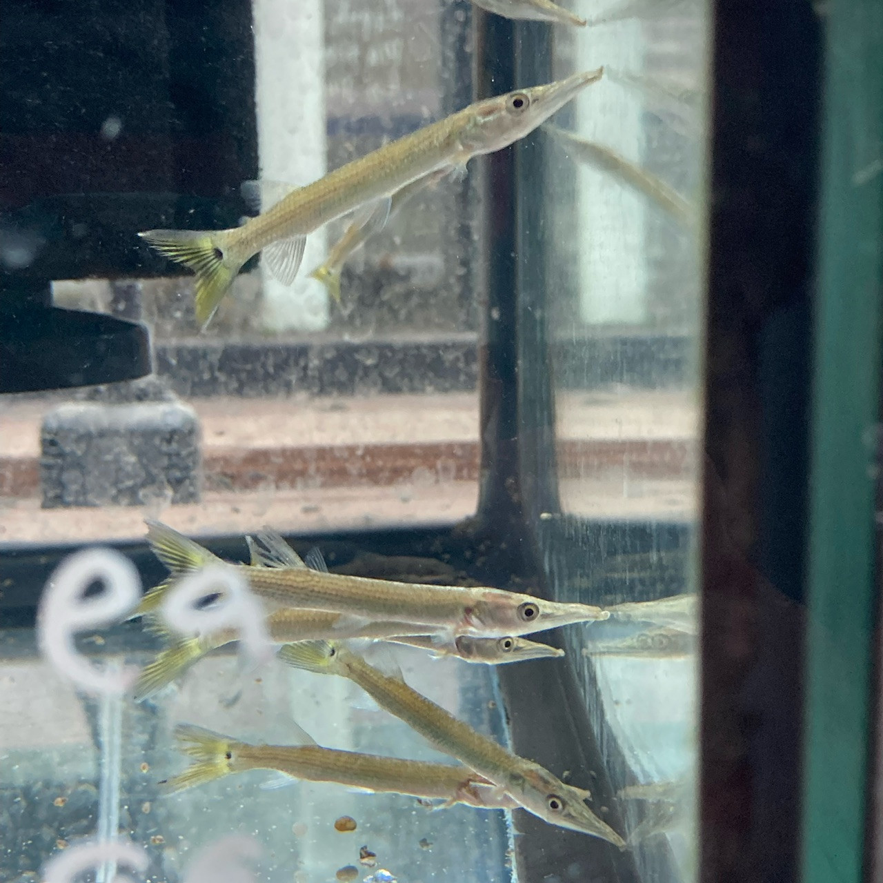 Carnivore Freshwater Fish: Hujeta Gar 'Rocket Gar' - Ctenolucius Hujeta ...