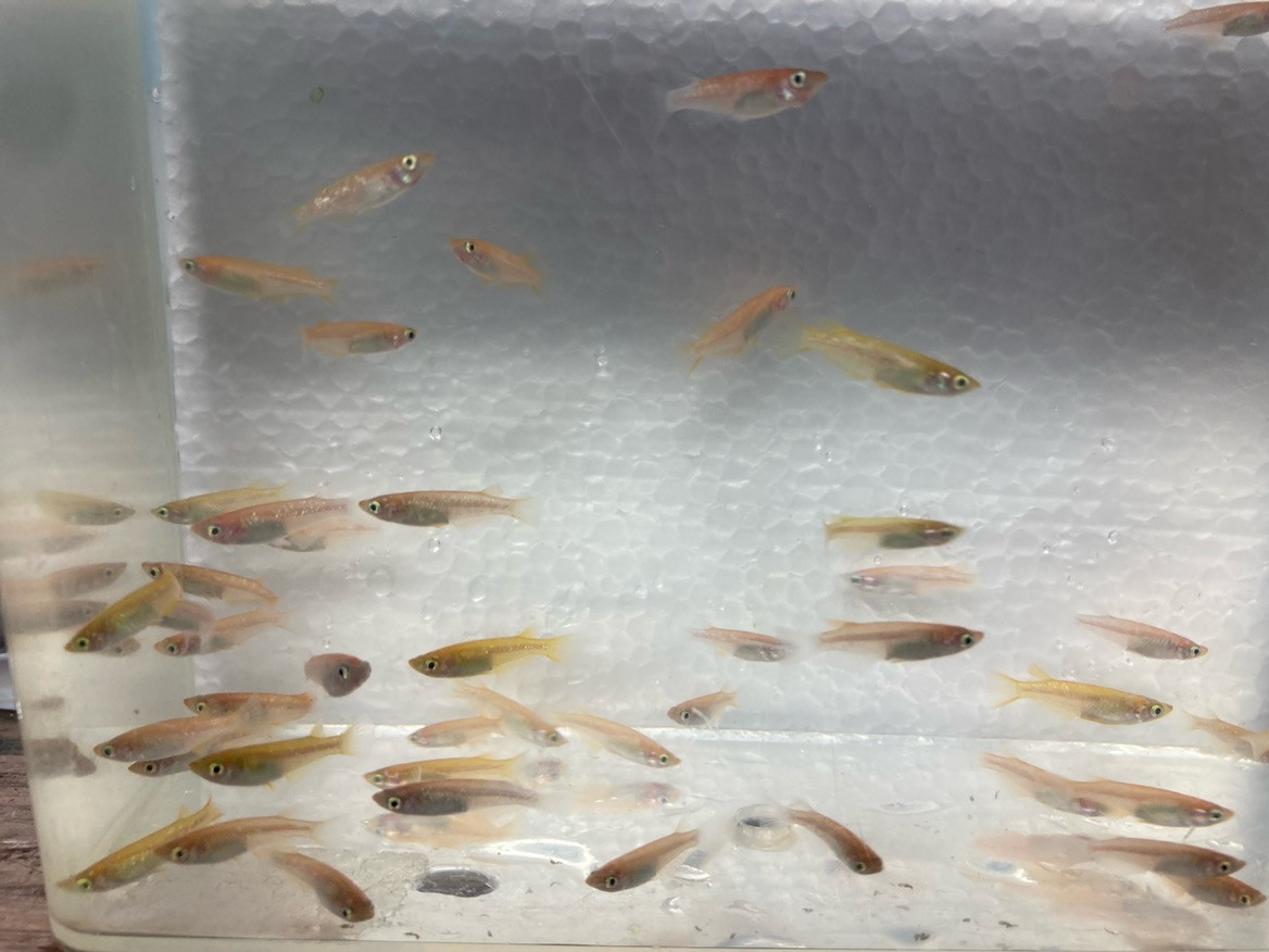 Freshwater Tropical Fish: Orange Medaka Rice Fish - "YOUKIHI"