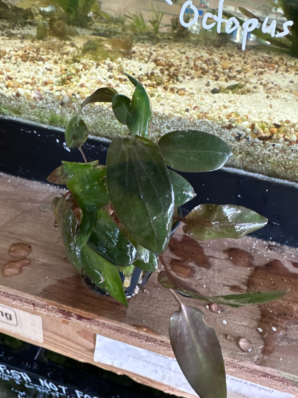 Cryptocoryne Walkeri