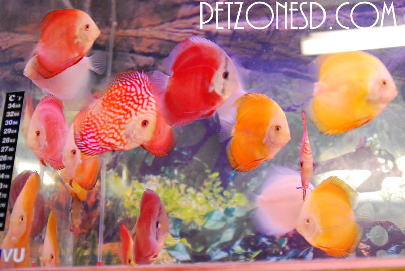 Freshwater Fish For Sale: Assorted Discus