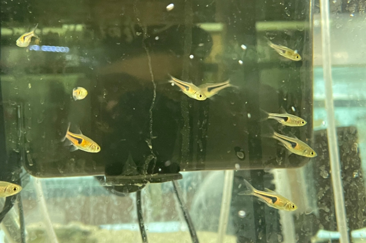 Freshwater Fish For Sale: Espei Rasbora - (TRIGONOSTIGMA ESPEI)