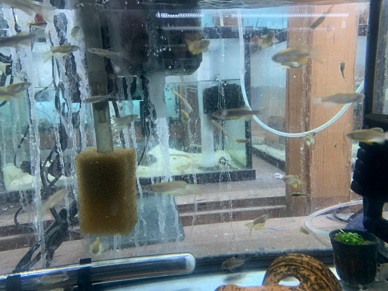 Longfin Leopard Danio