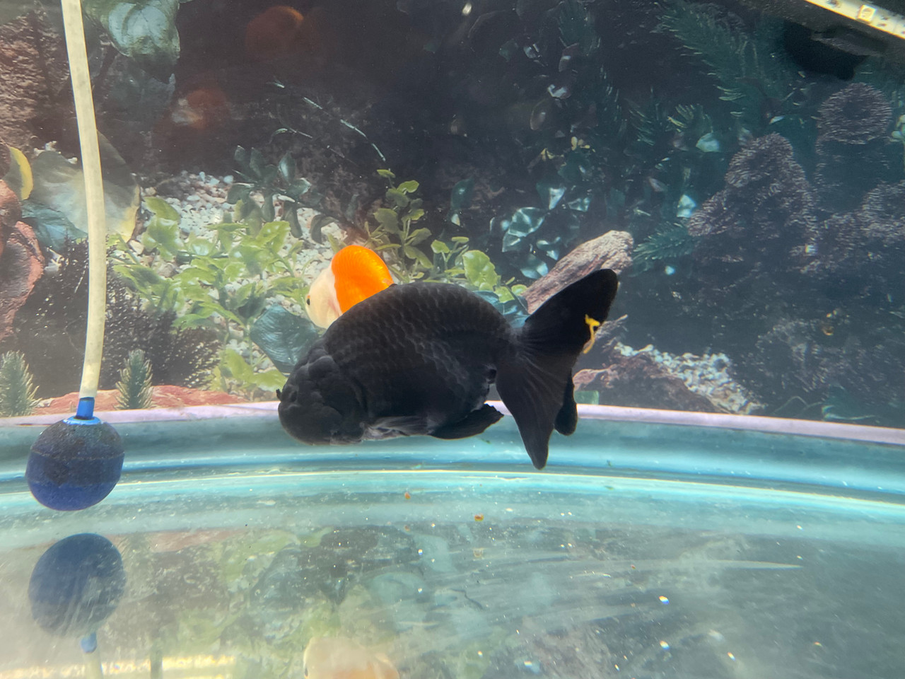 Fancy Goldfish: Black Ranchu Goldfish - Small