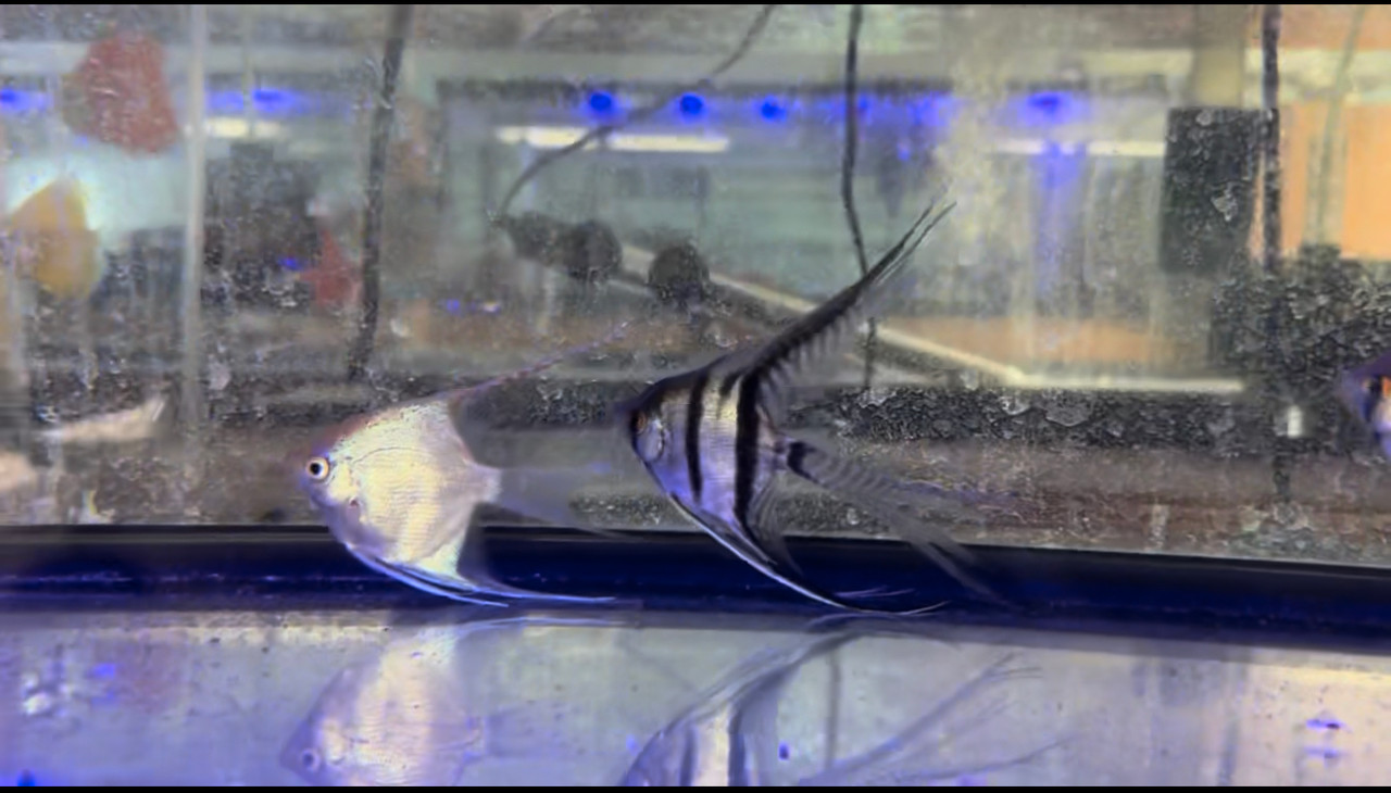 Freshwater Tropical Fish: XL Veil Angelfish