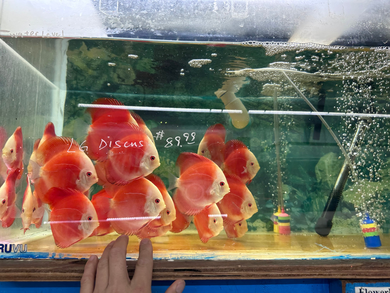 Freshwater Tropical Fish: Fuji Apple Discus (Fuji Red Discus)