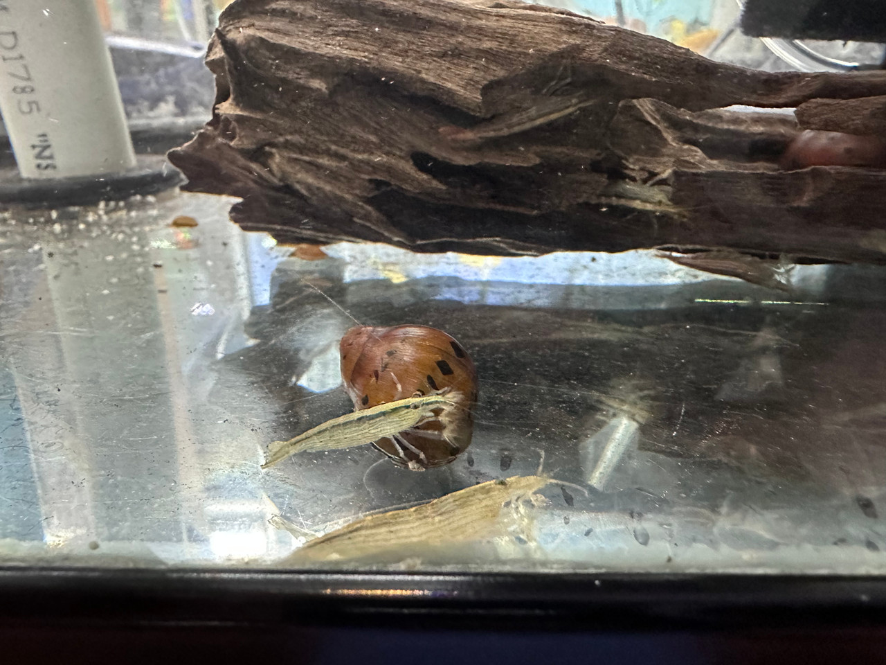 Tropical Inverts For Freshwater Aquariums: Bamboo Shrimp (Wood Shrimp)
