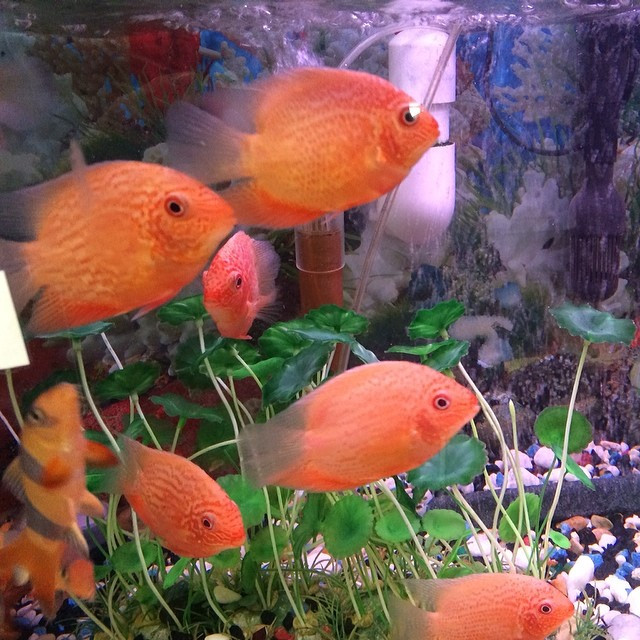 Freshwater Tropical Fish For Aquariums: Red Spotted Severum Cichlid