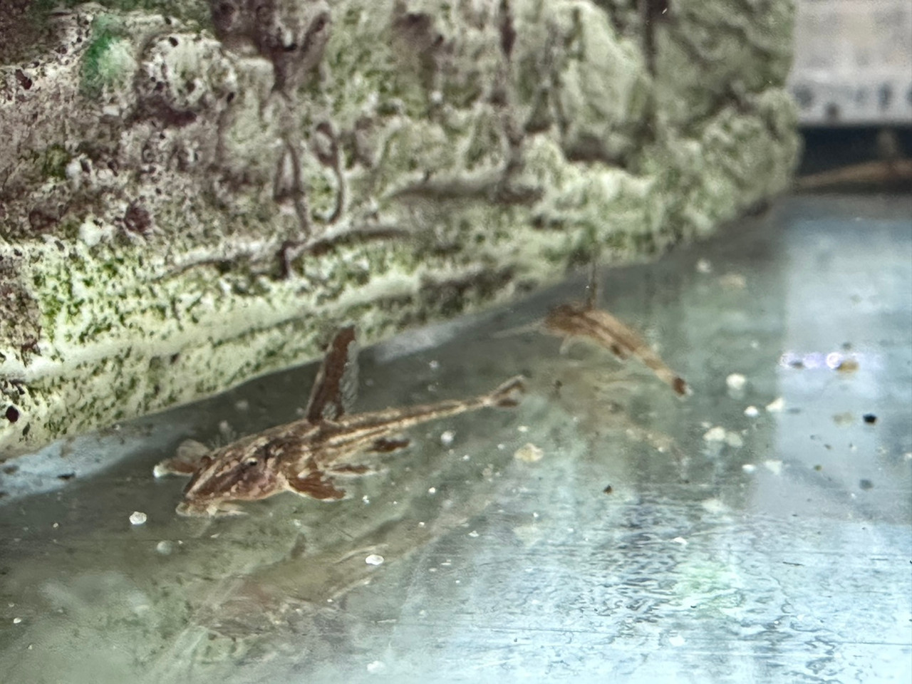 Freshwater Tropical Fish: Red Lizard Whiptail Catfish - RINELORICARIA ...