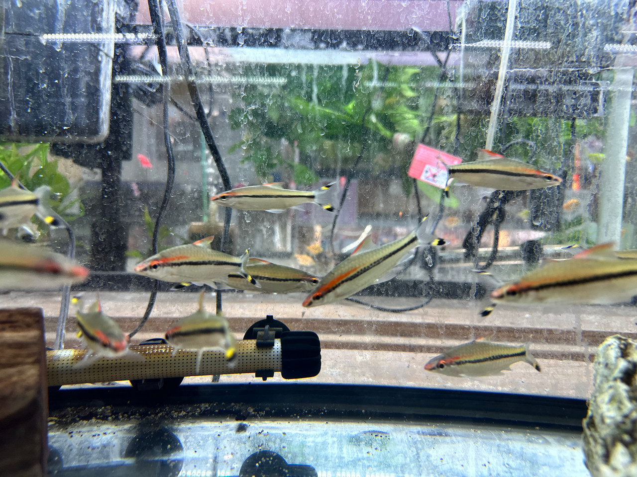 Roseline Shark (Denison Barb) for Sale - Vibrant Freshwater Fish