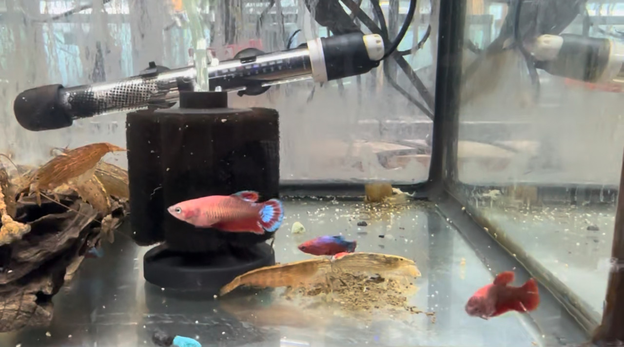 Hellboy Betta, Female - Pet Zone Tropical Fish - San Diego, California